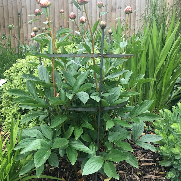 Rusty Peony Cage - Plant Support - in 2 Sizes- Raw Steel Designed to ...