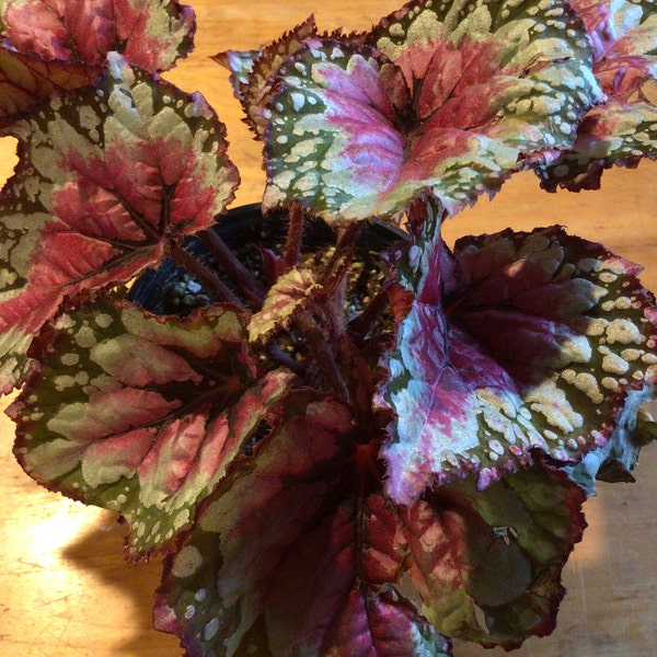 Rex Begonia 'raspberry Splash' BFF Exclusive - Etsy