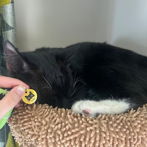 Tiny 20mm Cat Kitten ID Tags Laser Engraved, Stainless Steel Available ...