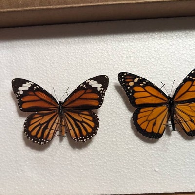 Crenis Pechueli One Real Butterfly Orange Blue Africa - Etsy
