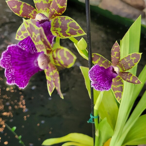 Very Rare Orchid Species Bulbophyllum Bulb Caudatum Rare Live Plant - Etsy