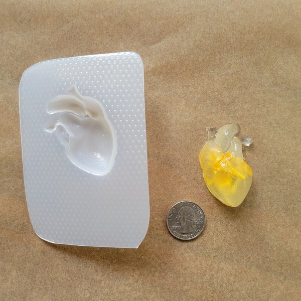 Human Heart Plastic Mold or Silicone Mold, Resin Mold, Heart Mold, Clay ...