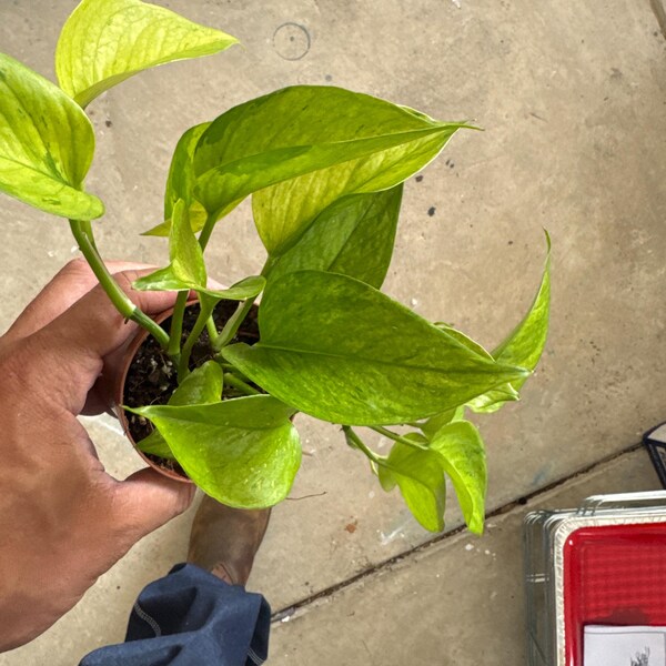 Starter Plant Thanksgiving/ Holiday Cactus "limelight Dancer" in a 3 ...