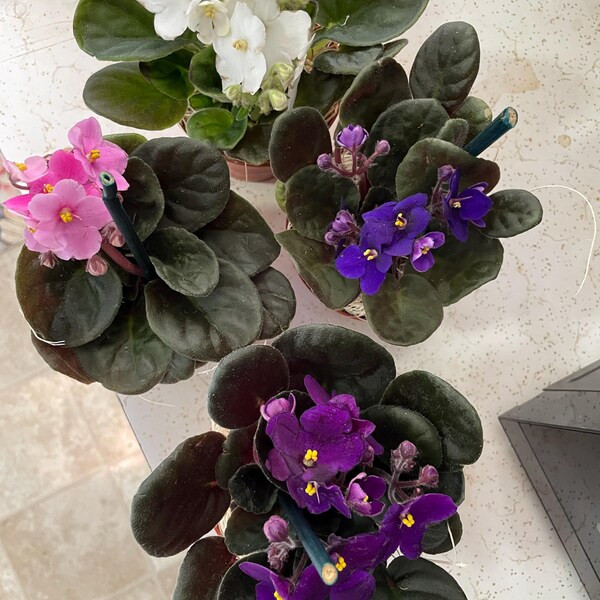 LIVE 4 Inch Pots 4 African Violets Blooming Houseplants, Birthday ...