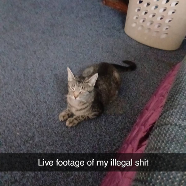 Handmade Fox Ears Tail Set Furry Faux Fur Animal Ears Hairband, Cute ...