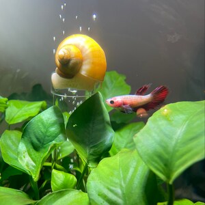 Super Snello 8oz Aquatic Snail Food Dehydrated Snail | Etsy