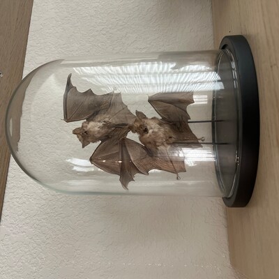 Giant Wasp in Bell Jar Taxidermy Entomology Nature Beauty - Etsy
