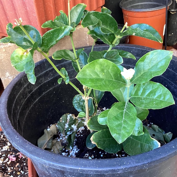 Jasmine Mysore Mulli in 4" Pot, Fragrance, Flowers and Brilliant Green ...