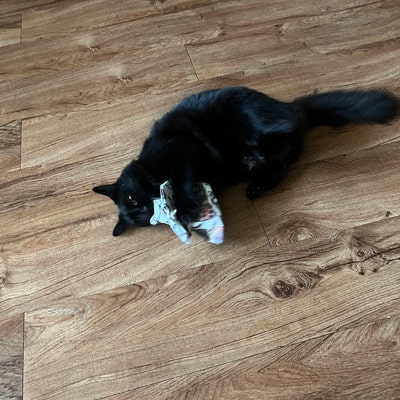 Refillable Catnip Cat Mat - Etsy