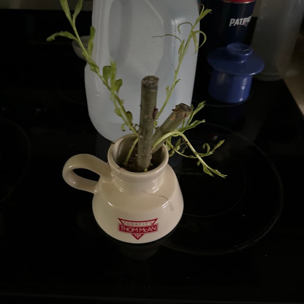 5 Corkscrew Willow Tree Starts: Fast Growing Shade & Windbreak - Etsy