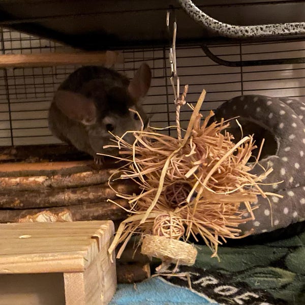 Wooden Swing for Small Animals Including Chinchillas Rats Hamsters Mice ...