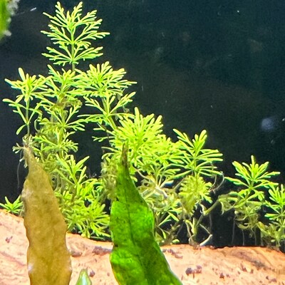 Fully RED Plants With Pogostemon Helferi Downoi, Bundle, pearlingplants ...