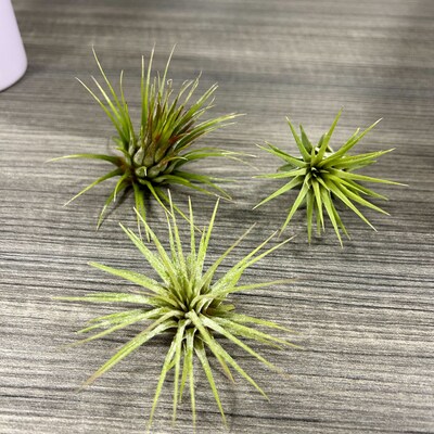 Neglecta Mini Air Plants Tillandsia, Air Plant, Indoor Plant, House ...