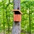 Eastern Phoebe Cedar Nest Box - Etsy