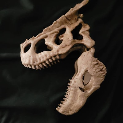 Tigrex Skull monster Hunter - Etsy