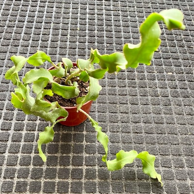 Epiphyllum curly Sue Orchid Cactus 4'' From California Tropicals - Etsy