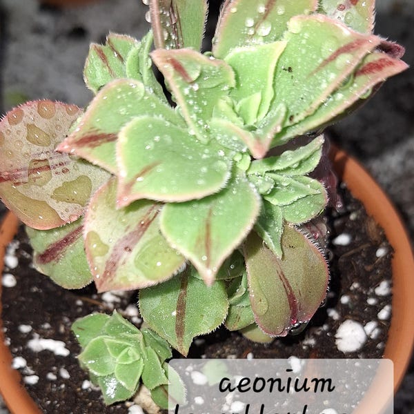 Sansevieria Punk | Sansevieria Fernwood Punk | Rare Snake Plant | Very ...