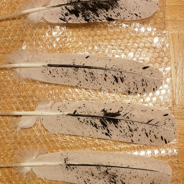 Native American Hand Painted Sub-adult Bald Eagle Feathers - Etsy