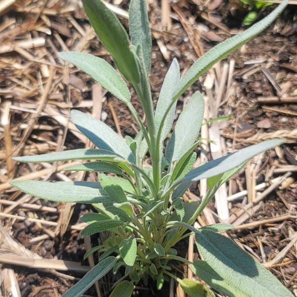 Sage Nazareth - Etsy