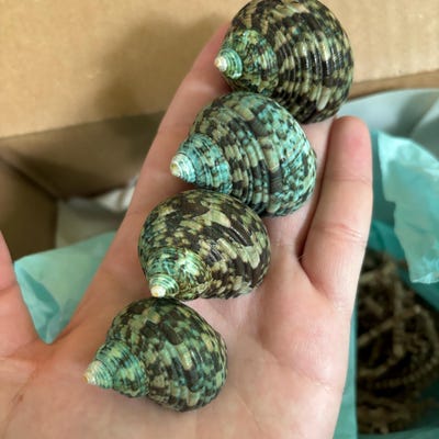 Kitten Paw Halves Florida Seashell Handpicked on Marco Island or ...