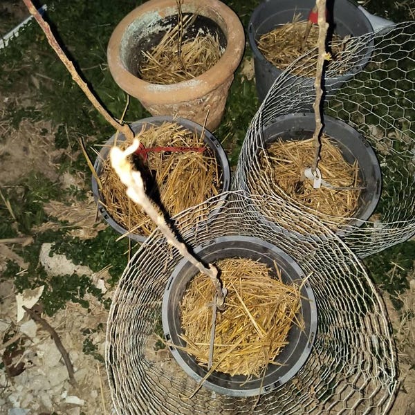 4 White Pine Trees 1-2ft Tall Now Evergreen - Etsy