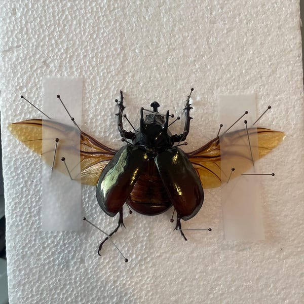 Jewel Beetle Elytra for Art, Crafts, Jewelry REAL - Etsy