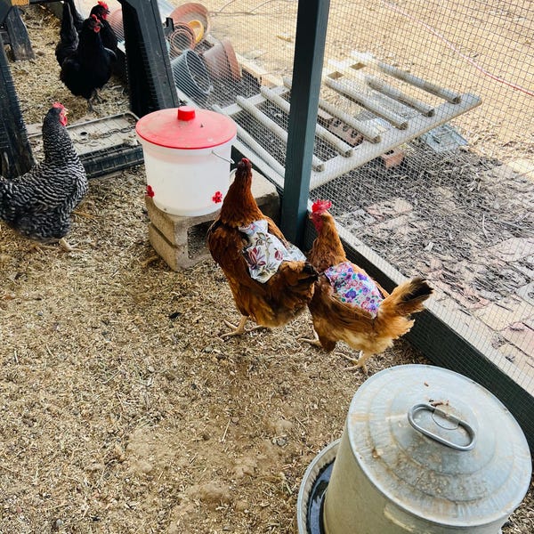 Chicken Diapers/ Hen Diapers/ Birds Diapers/rooster Diaper - Etsy