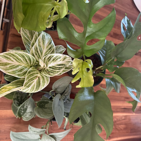 Philodendron Birkin Large Plant | Variegated Philodendron Birkin ...