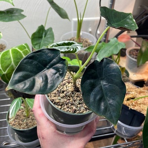 Alocasia Infernalis kapit AKA 'black Panther' Starter Plant - Etsy
