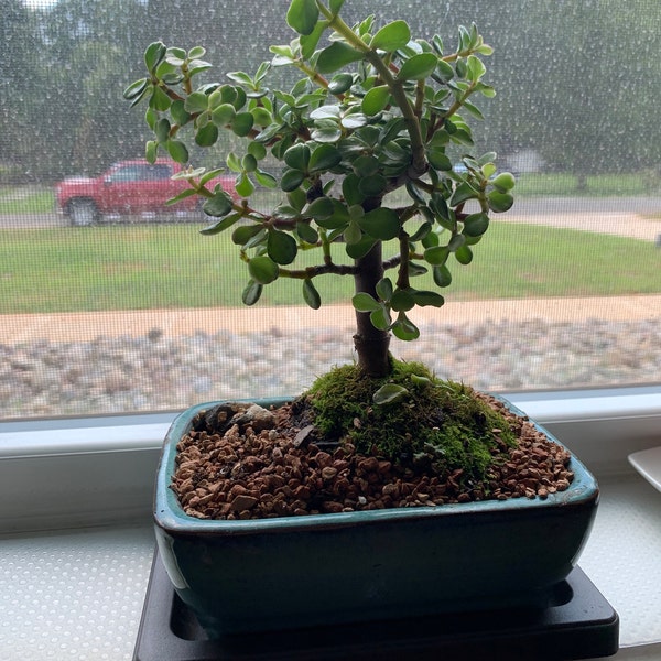 Indoor Bonsai, Variegated Mini Jade, Broom Style, 5 Years Old - Etsy