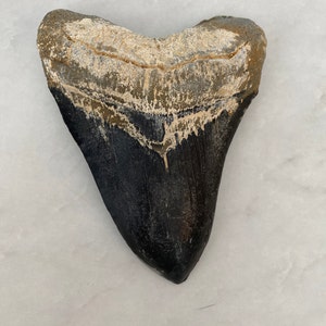 Archaeopteryx in Matrix the berlin Specimen - Etsy