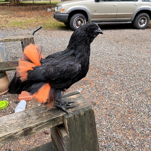 Mermaid Chicken Tutu - Etsy