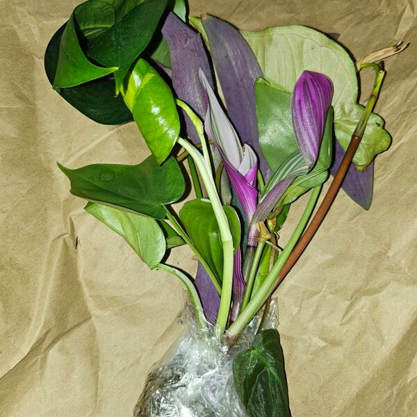 Green Mica and Pink Tourmaline Sphere With Great Color and Sparkle 55 ...