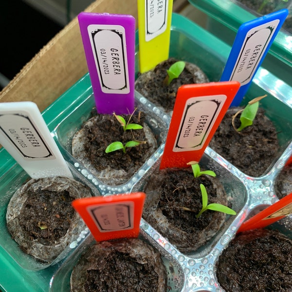 Giant Gerbera Daisy Hybrid Seeds Mix, Gerbera Jamesonii GE0110 - Etsy