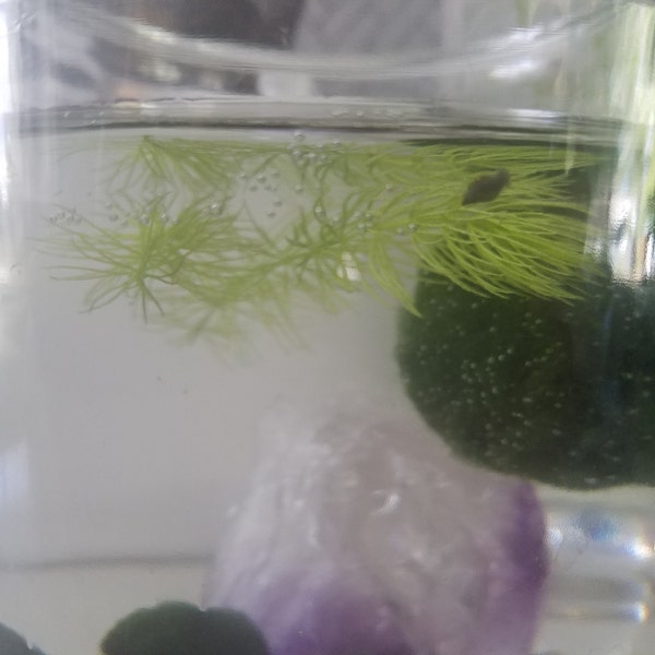 Java Moss Ball Terrarium DIY Craft Kit Aquatic Live Plant Office ...