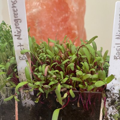 Organic Solar Flashback Mix Calendula Seeds Flash Calendulas - Etsy