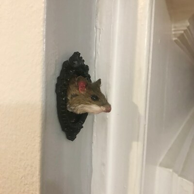 Taxidermy Mouse Head Mount Trophy Tiny Mouse or Rat Magnetic Victorian ...
