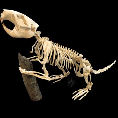 Snapping Turtle Skeleton Full Data Beautiful Specimen Complete Cleaned ...