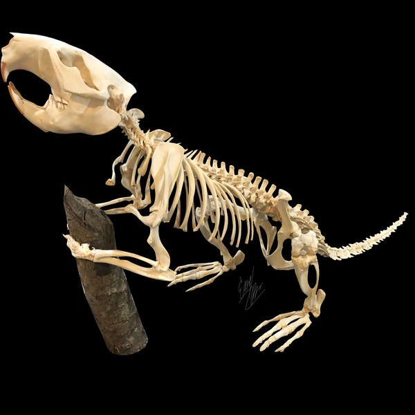 Snapping Turtle Skeleton Full Data Beautiful Specimen Complete Cleaned ...