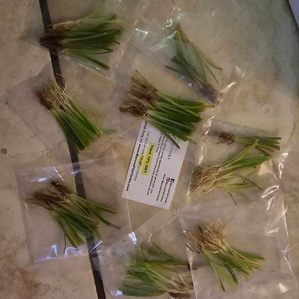 15x Dwarf Sagittaria Subulata Dwarf Sag Live Aquarium Plants Aquatic ...