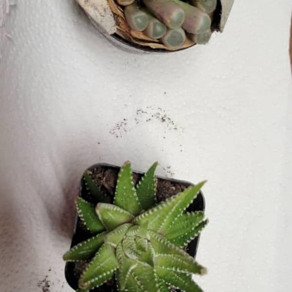 Baby Toes | 2.5 Inch | Fenestraria Rhopalophylla | Mimicry Plants ...