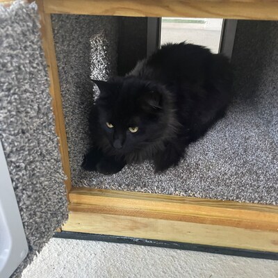 LARGE FERAL CAT Pod/deluxe Heat Heated House Bed Shelter - Etsy