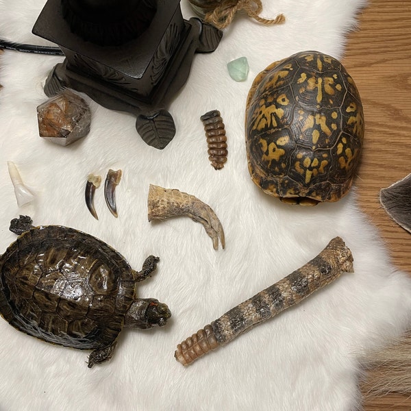 Freeze Dried RATTLESNAKE 'COON' Tails - With Rattlers! - up to 8 Inches ...