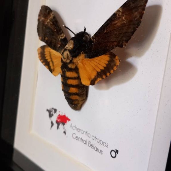 Ornithoptera Goliath Procus, Goliath Birdwing, Green Birdwing ...