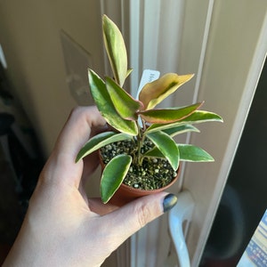 Hoya Irina Rare Hoya Hybrid Rooted Plant Shipped in - Etsy