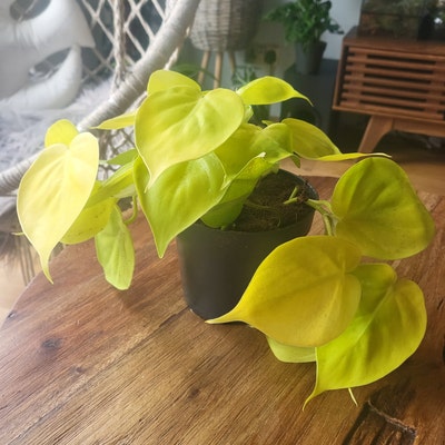 85 100cm Monstera Deliciosa Taurii XL Swiss Cheese Plant 27cm Pot House ...