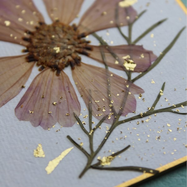 Real Pressed Cosmos Flower for Framing. Large Cosmos Flower Mix Color ...