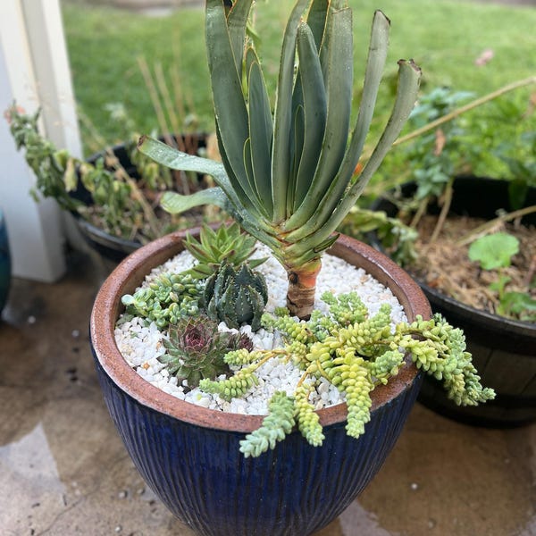 Leucospermum 'tango' 5 Gallon GN - Etsy