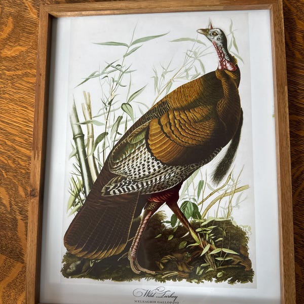 John James Audubon Bird Print Wild Turkey Vintage Poster Retro Nature ...