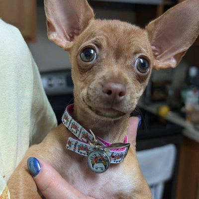 Canine Cancer Survivor Ribbon Dog Collar-canine Cancer Awarenessalso ...